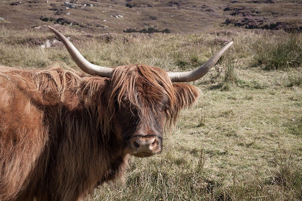 Hersteller - Wollmühle, Innere Hebriden – S.E.H Kelly